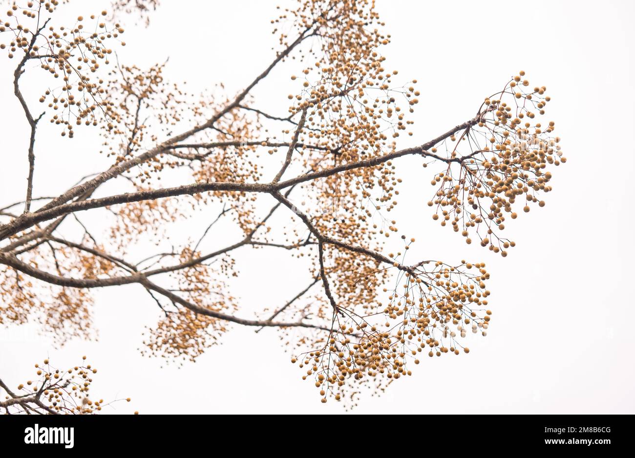 Yellow Berry Tree brunch Stock Photo - Alamy