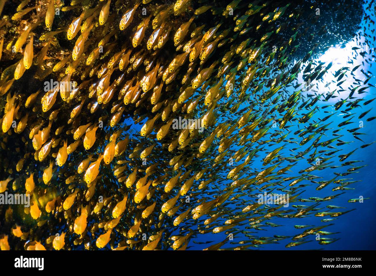 I love fish hi-res stock photography and images - Alamy