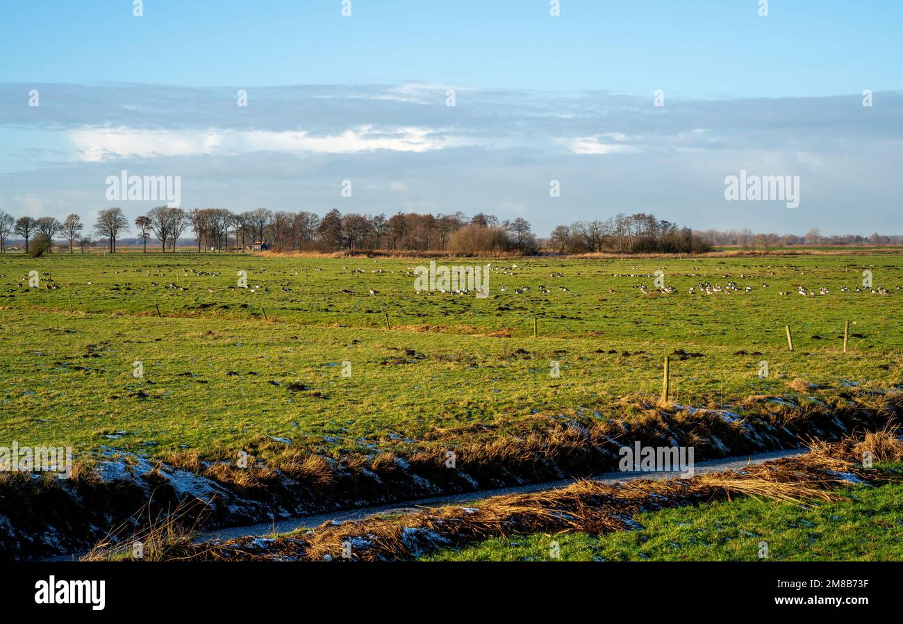 Winter landscape with geese in a meadow in Drenthe, Netherlands Stock ...