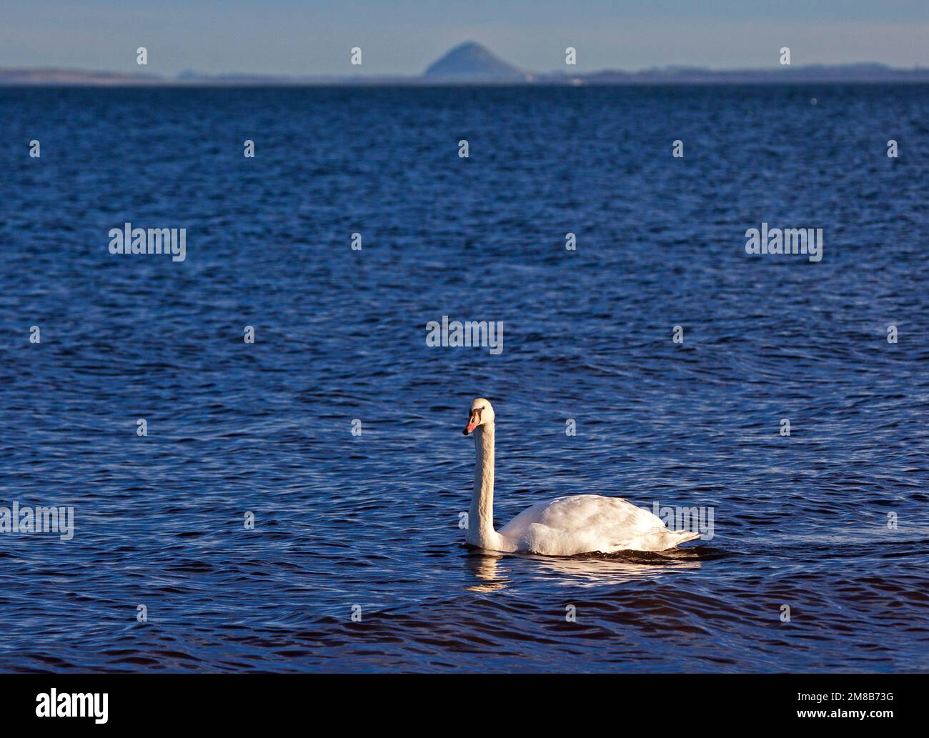Berwick swan scotland hi-res stock photography and images - Alamy