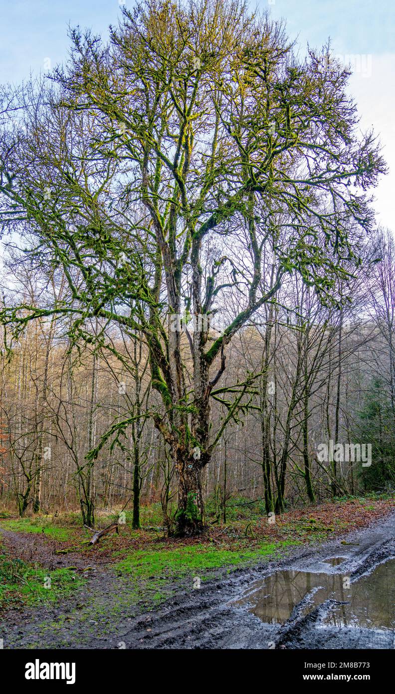 Large oak tree covered with mosses Stock Photo - Alamy