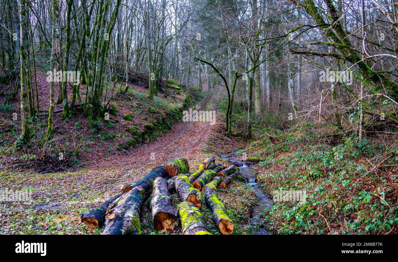 Trail in the forest in the Ardennes, Belgium Stock Photo - Alamy