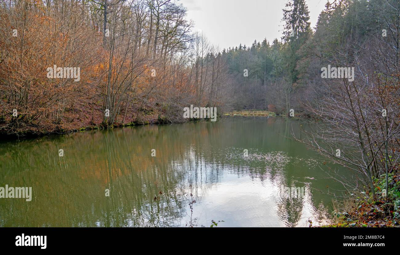 Pond in the forest in the Ardennes, Belgium Stock Photo - Alamy