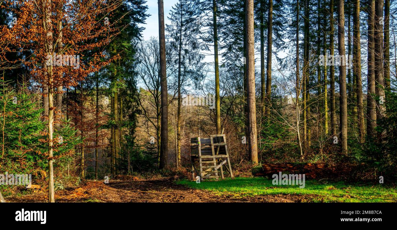 Hunters seat in the forest in the Ardennes, Belgium Stock Photo - Alamy