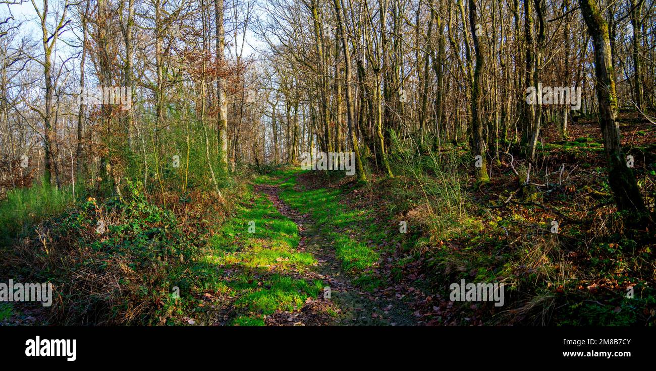 Trail in the forest in the Ardennes, Belgium Stock Photo - Alamy
