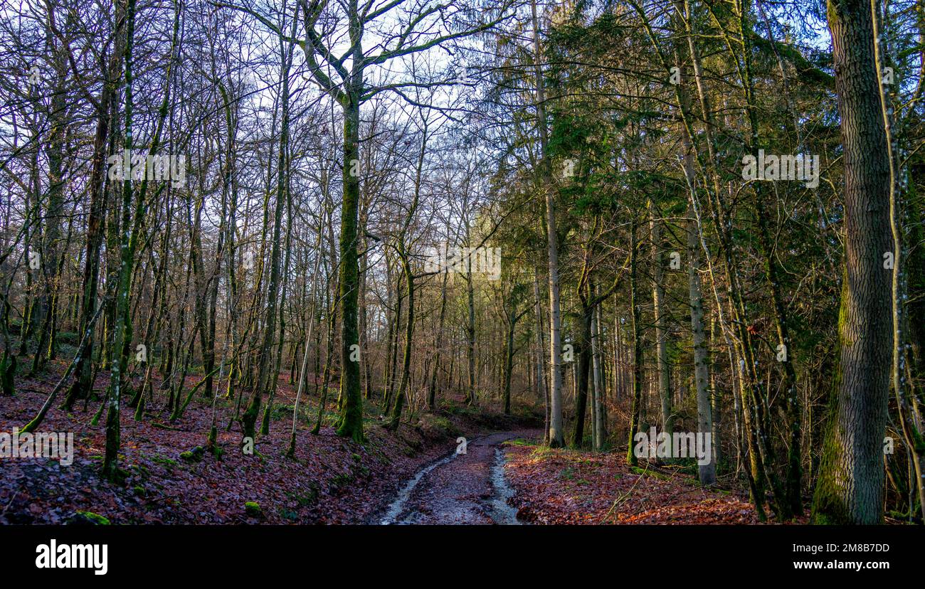 Trail in the forest in the Ardennes, Belgium Stock Photo - Alamy
