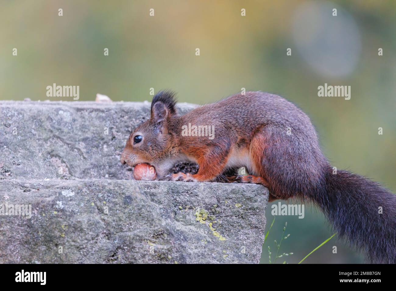 Black red squirrel hi-res stock photography and images - Alamy