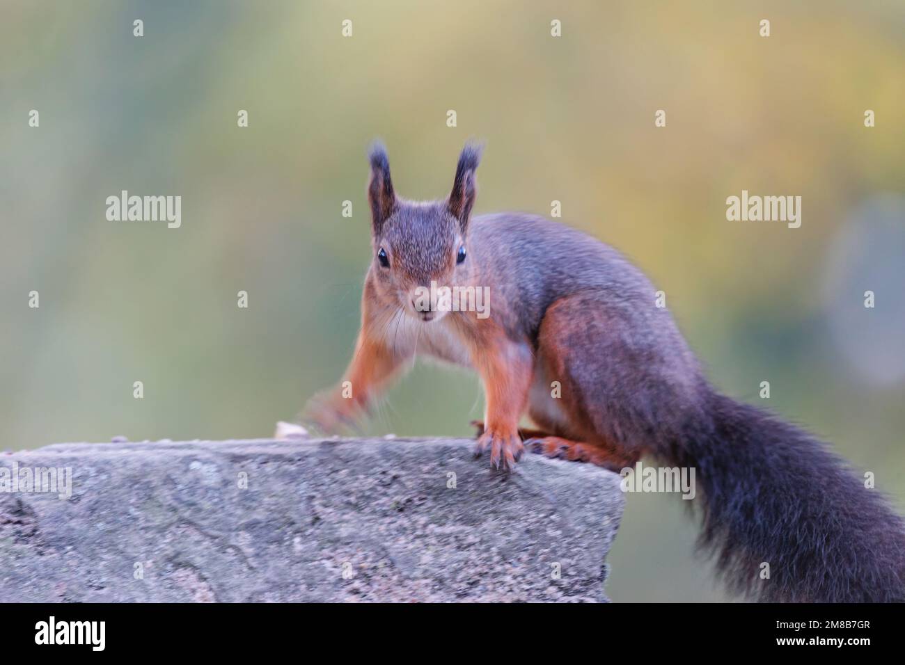 Black red squirrel hi-res stock photography and images - Alamy