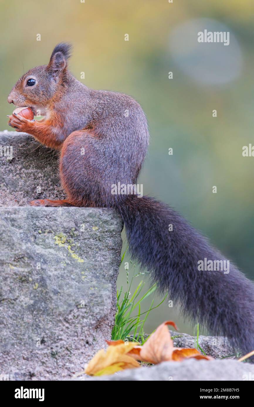 Black red squirrel hi-res stock photography and images - Alamy