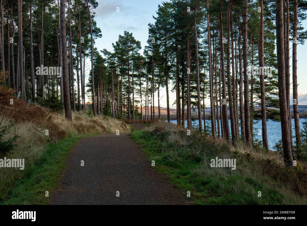 Beautiful scenic woodland trail through Kielder forest by the lake ...