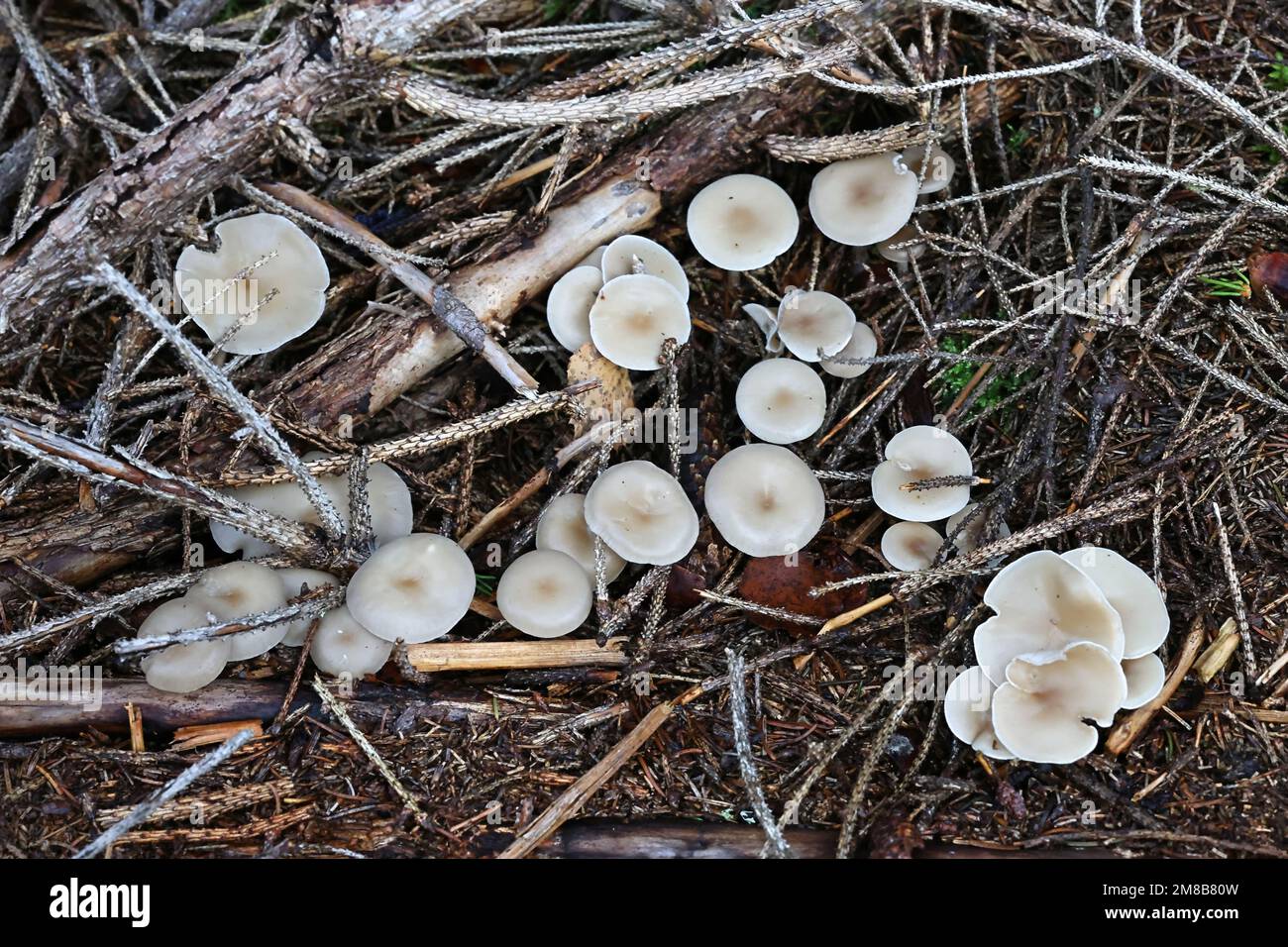 Aniseed funnel cap mushrooms hi-res stock photography and images - Alamy