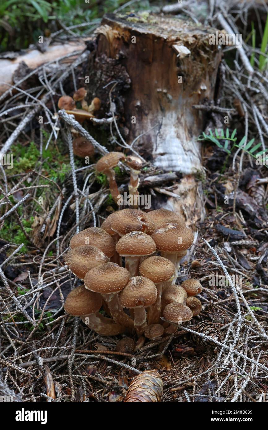 Armillaria ostoyae, also called Armillaria solidipes, commonly known as ...