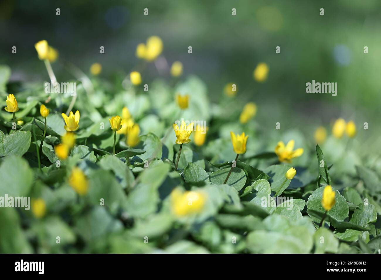 Lesser Celandine, Ficaria verna, also known as Fig buttercup or ...