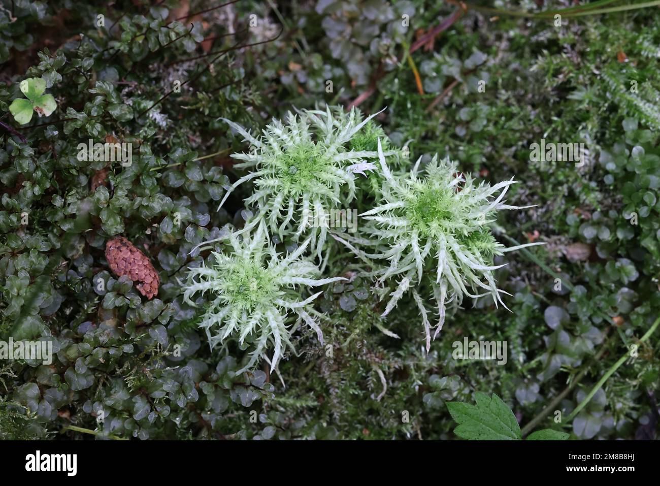 Sphagnum squarrosum, commonly known as the spiky bog-moss or spreading ...