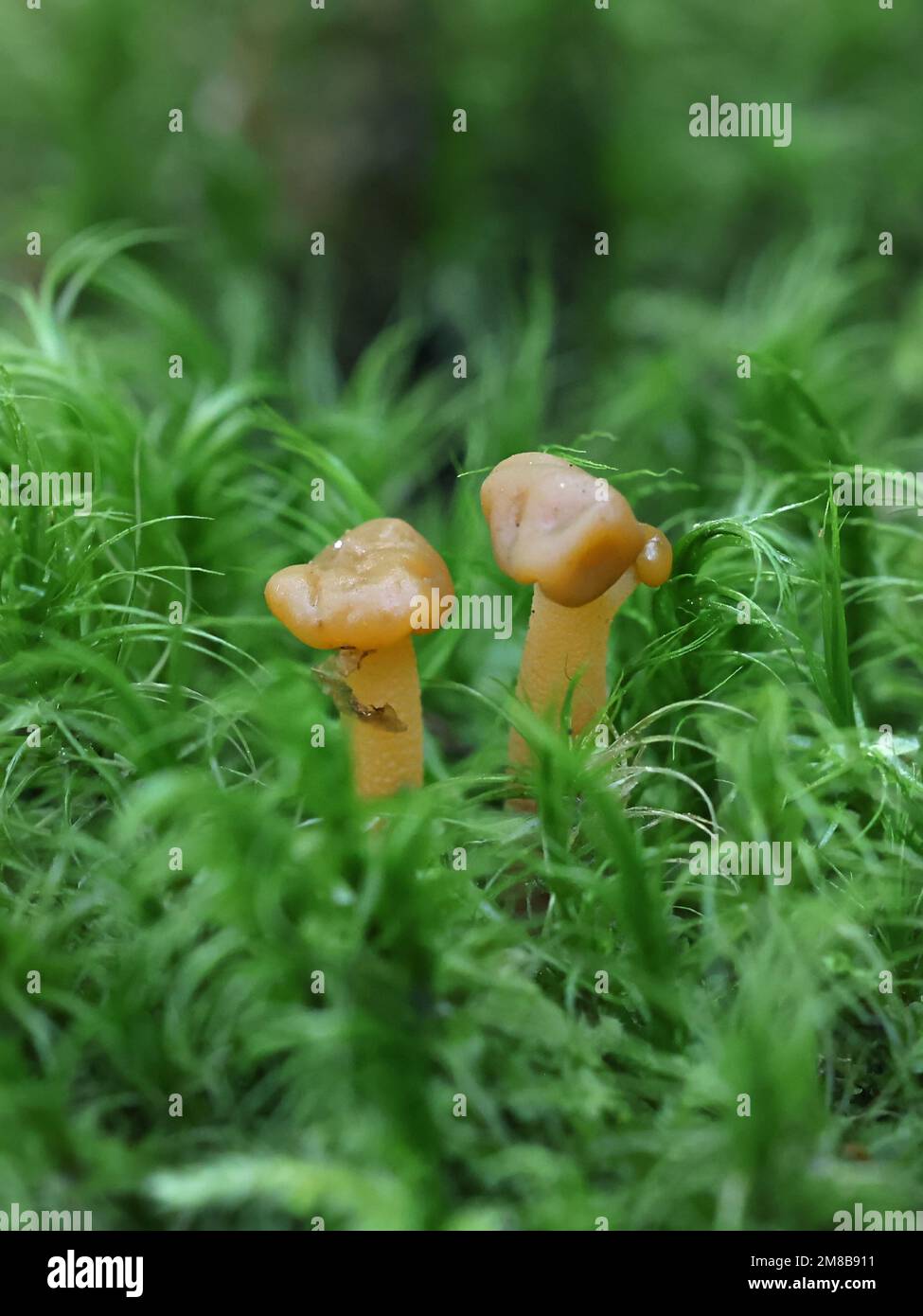 Leotia lubrica, commonly referred to as a jelly baby or jellybaby, wild ...