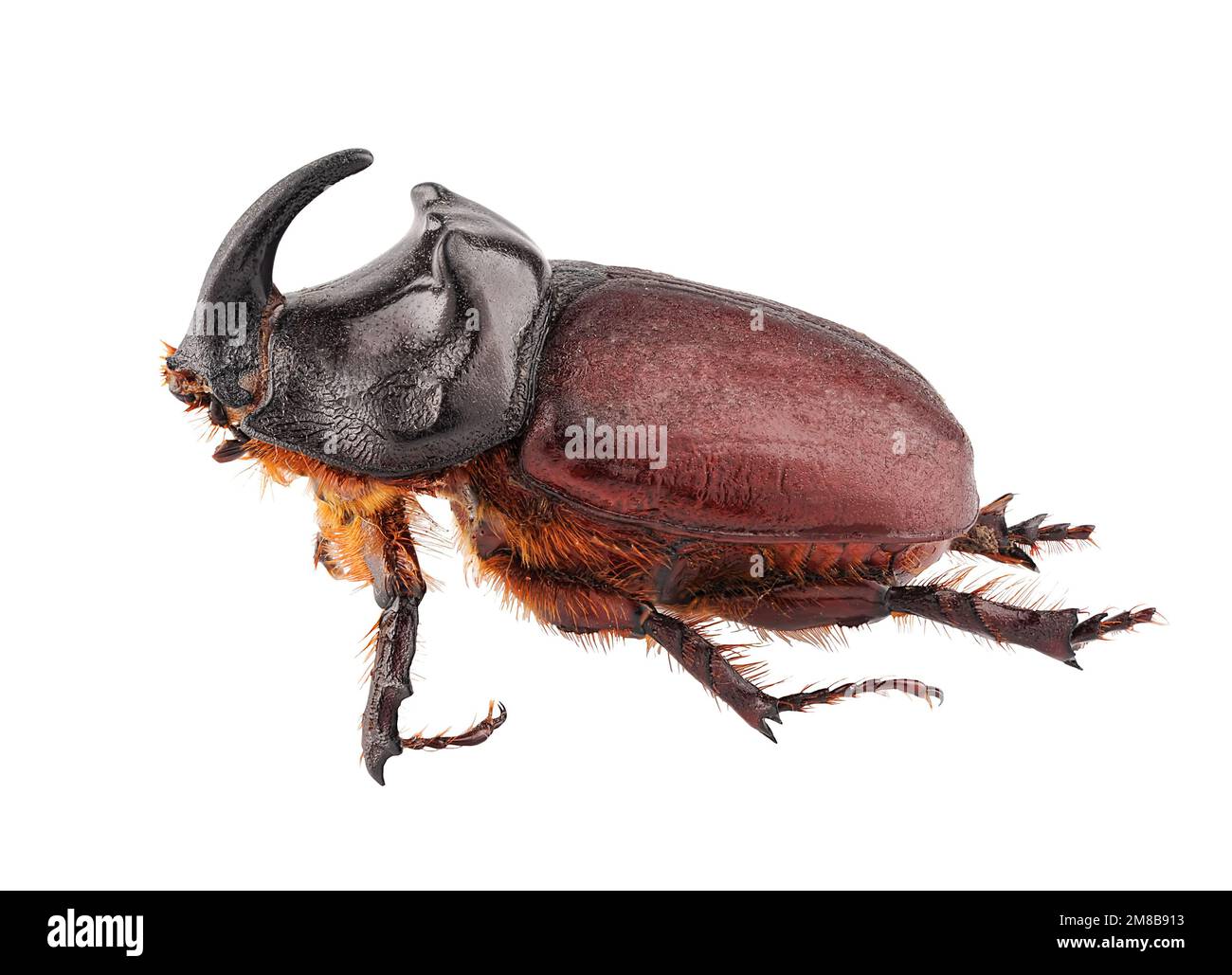 Insect European rhinoceros beetle isolated. Side view Stock Photo - Alamy