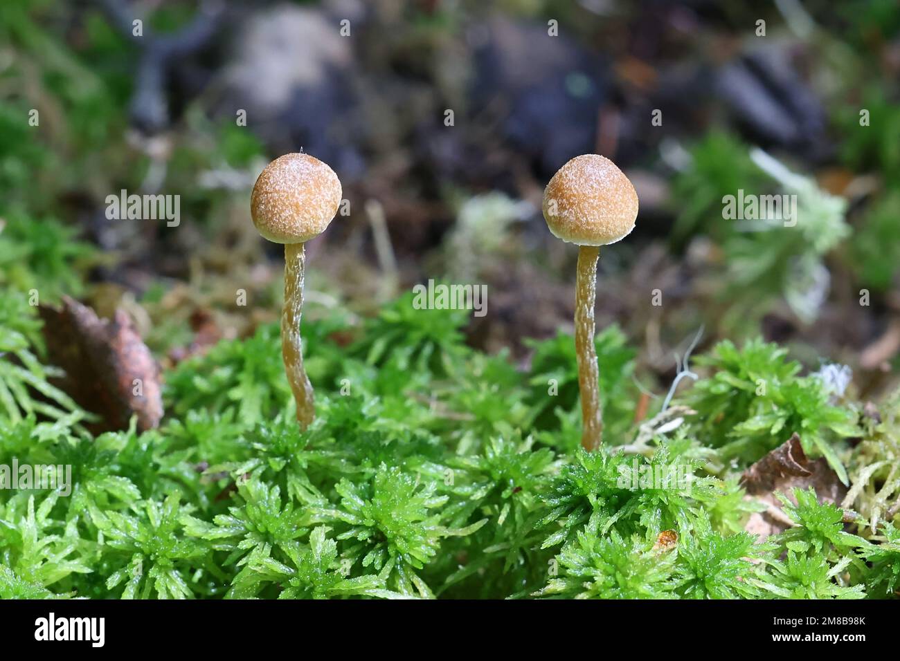 Galerina paludosa, known as the Bog Bell, wild mushroom from Finland ...