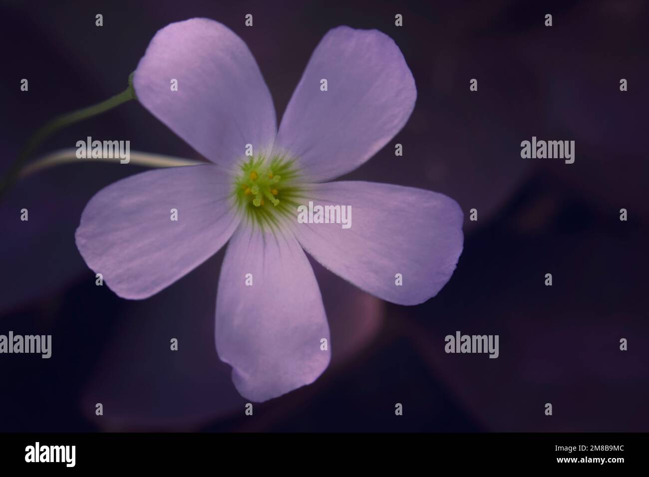 A The butterfly flower (Oxalis triangularis) is purple Stock Photo - Alamy
