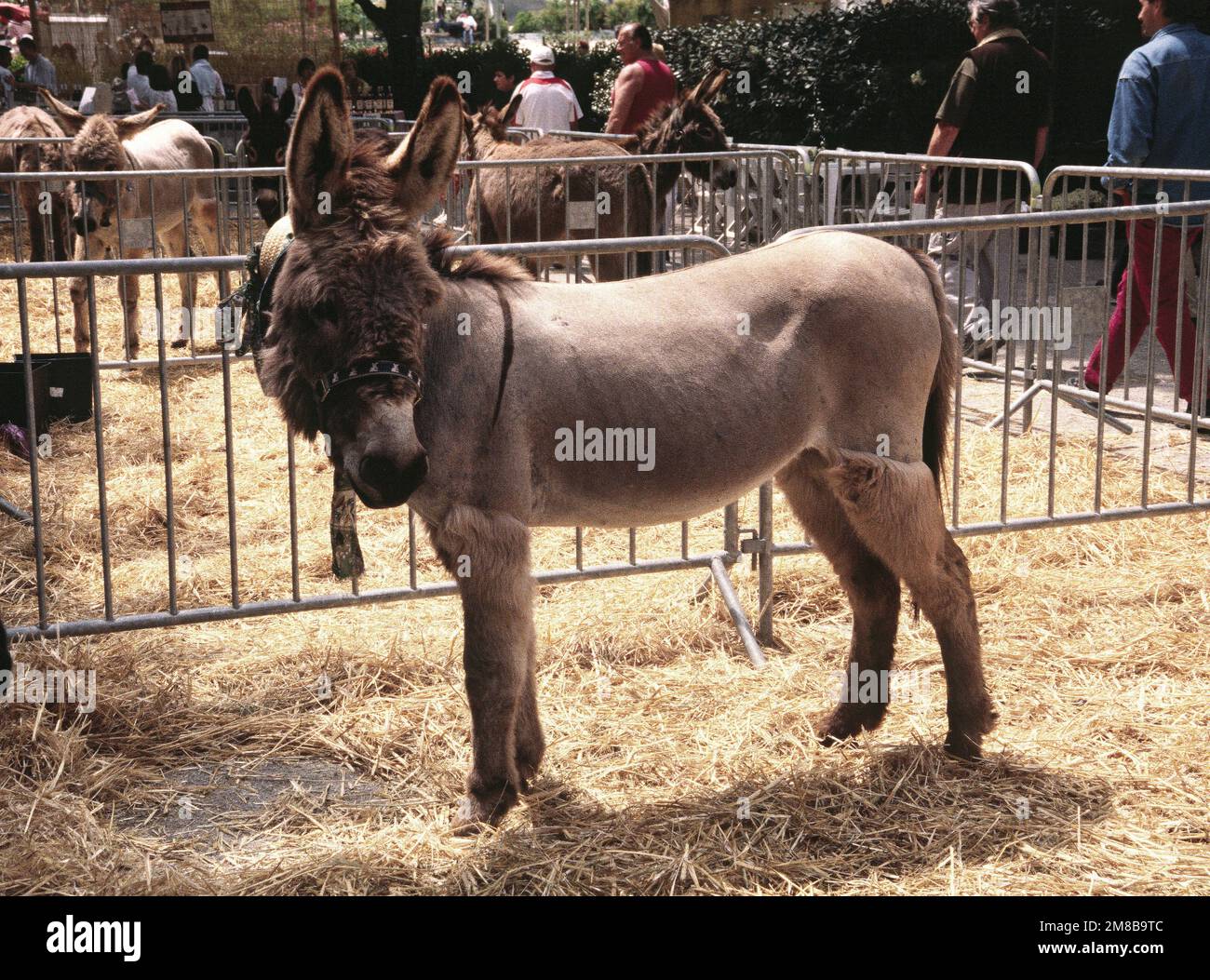 Competition for the most beautiful donkey at the traditional donkey ...