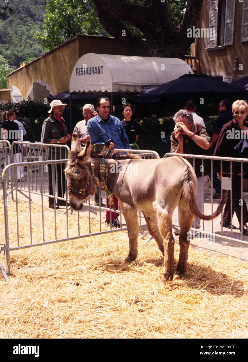 Competition for the most beautiful donkey at the traditional donkey ...