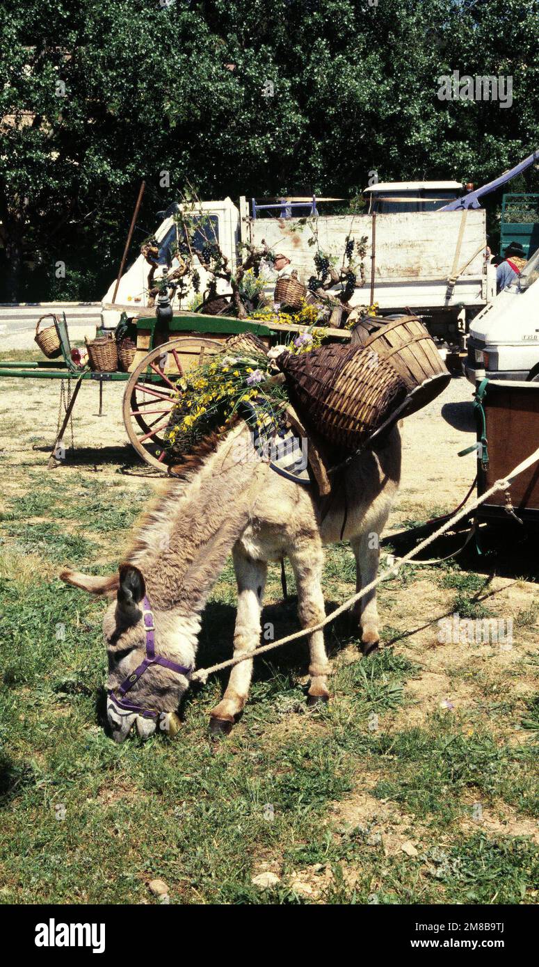 Competition for the most beautiful donkey at the traditional donkey ...