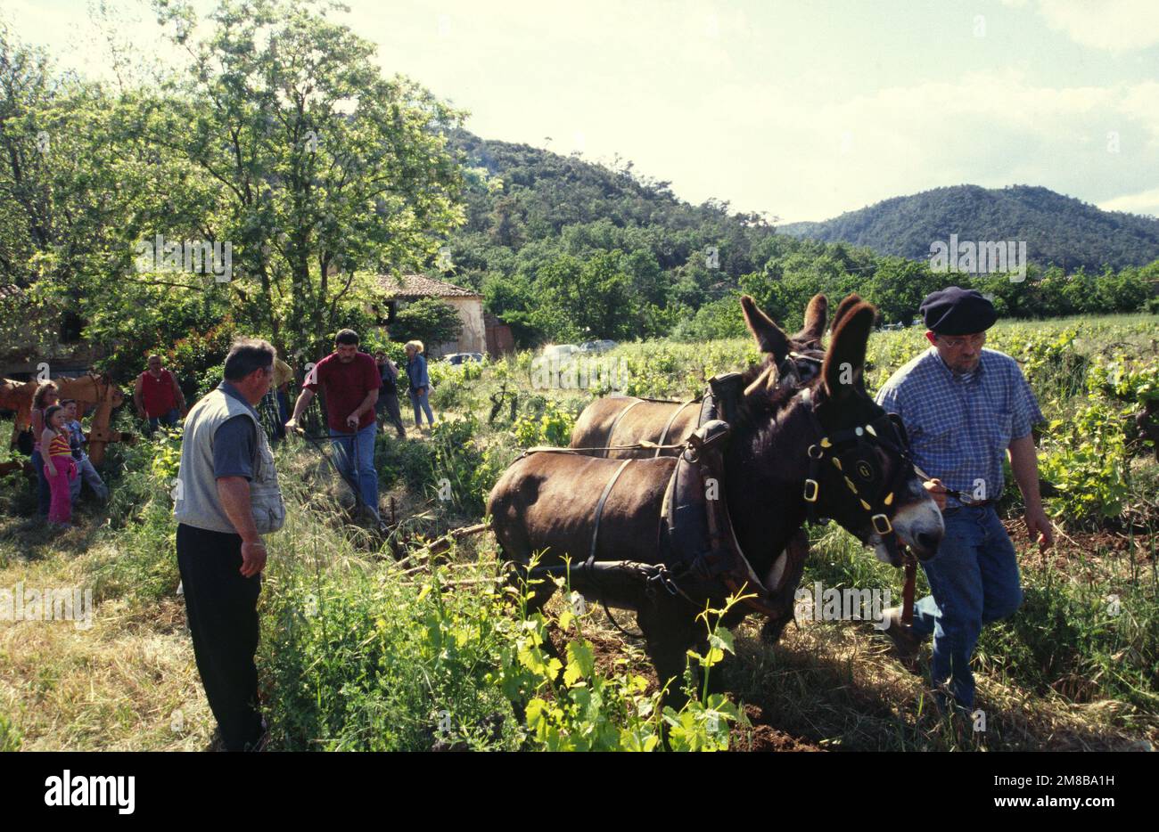 Plowing competition with harnessed donkey of the traditional festival ...