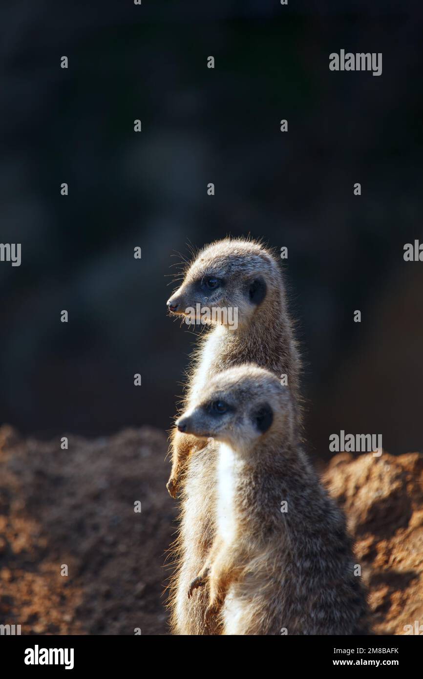 Two meerkats standing together . Suricata suricatta animals Stock Photo ...