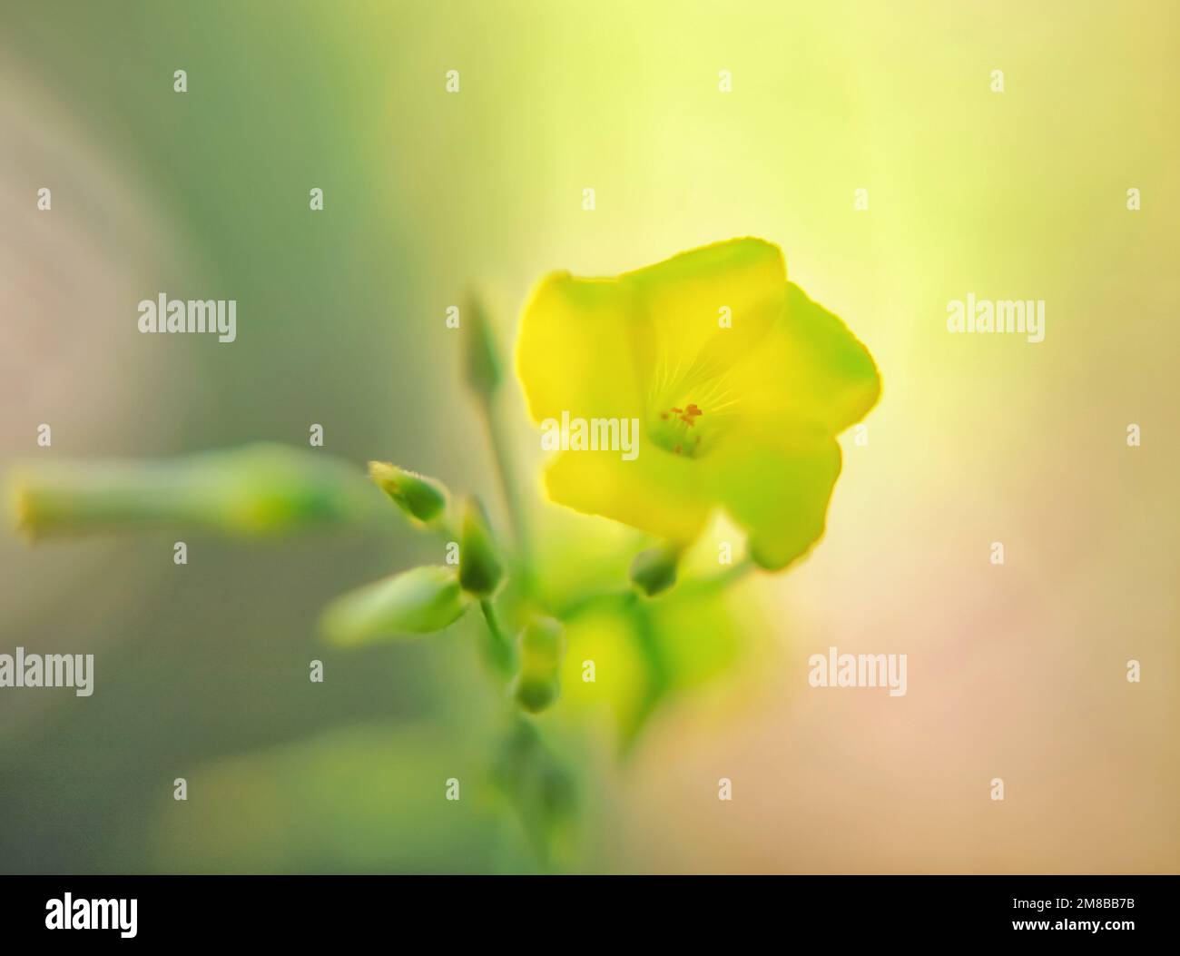 A close-up shot of a yellow oxalis growing in a garden Stock Photo - Alamy