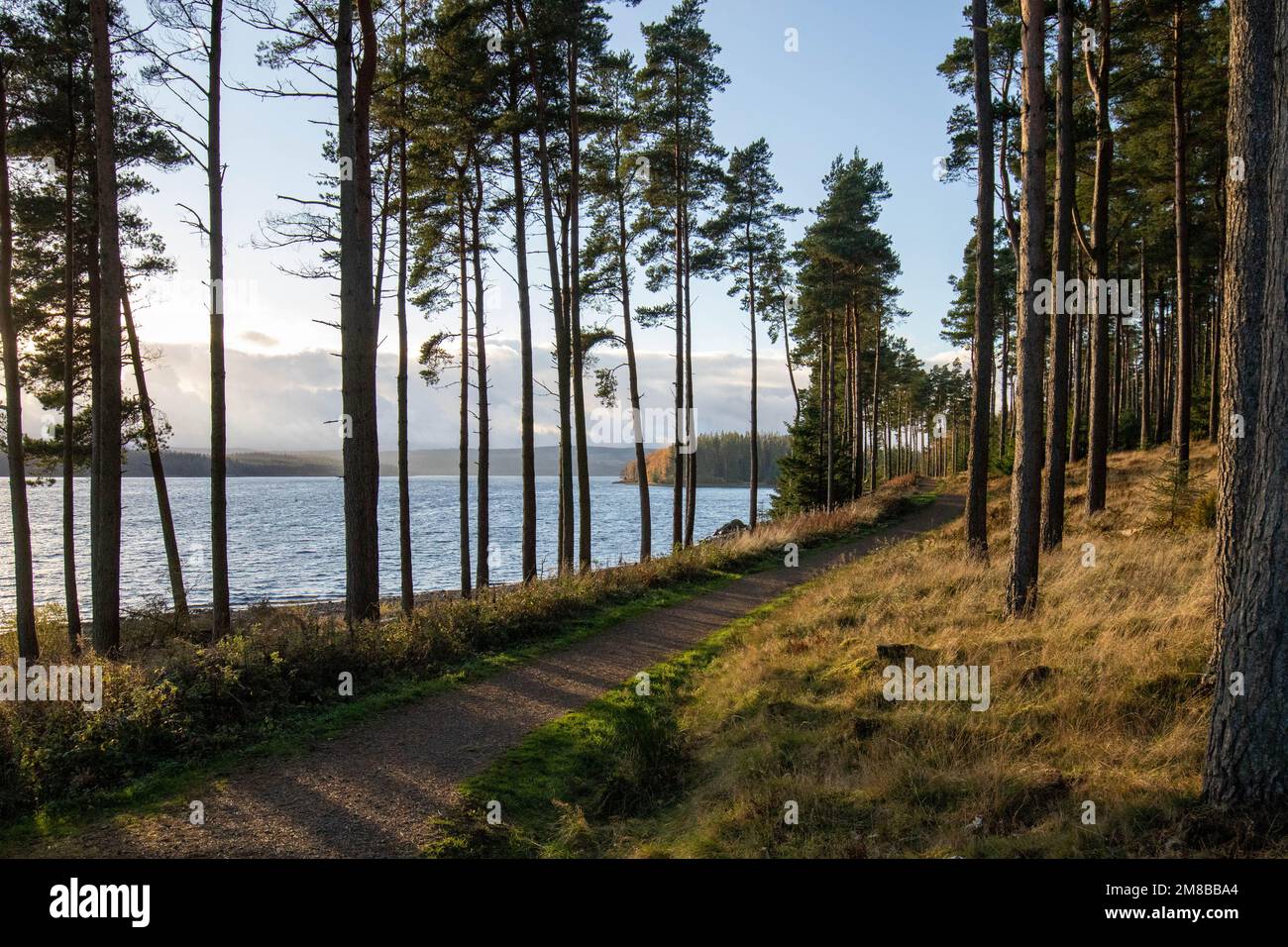 Beautiful scenic woodland trail through Kielder forest by the lake ...