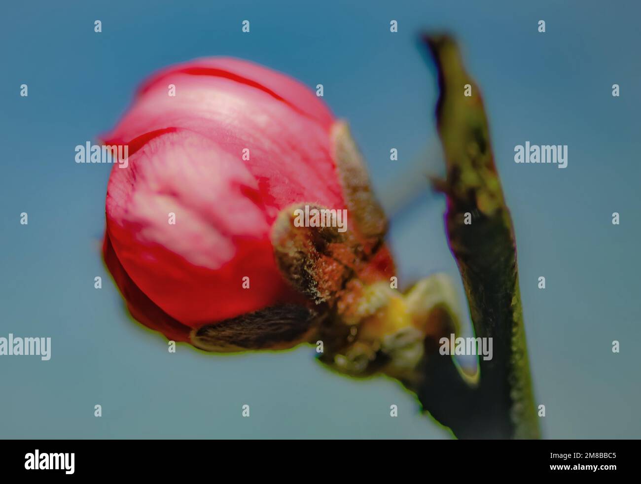A close-up shot of cherry blossom flower bud growing in a garden Stock ...