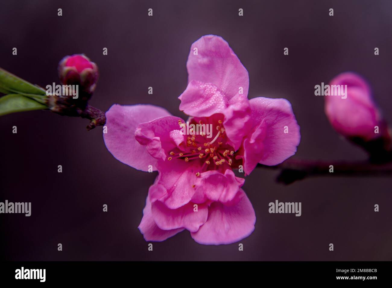A close-up shot of a cherry blossom flower growing in a garden Stock ...