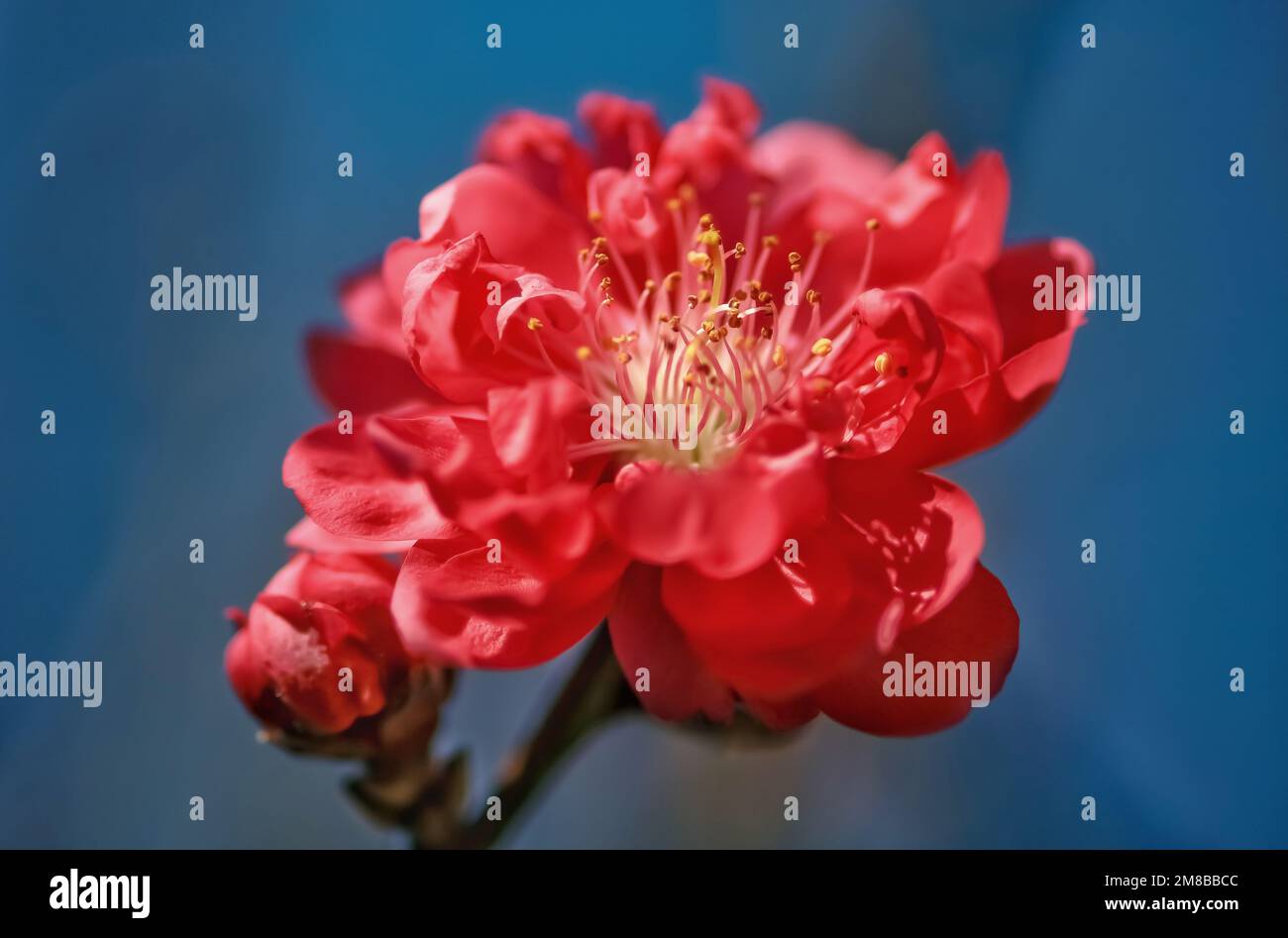 A close-up shot of a cherry blossom flower growing in a garden Stock ...