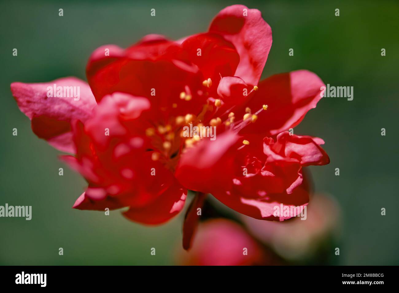 A close-up shot of a cherry blossom flower growing in a garden Stock ...