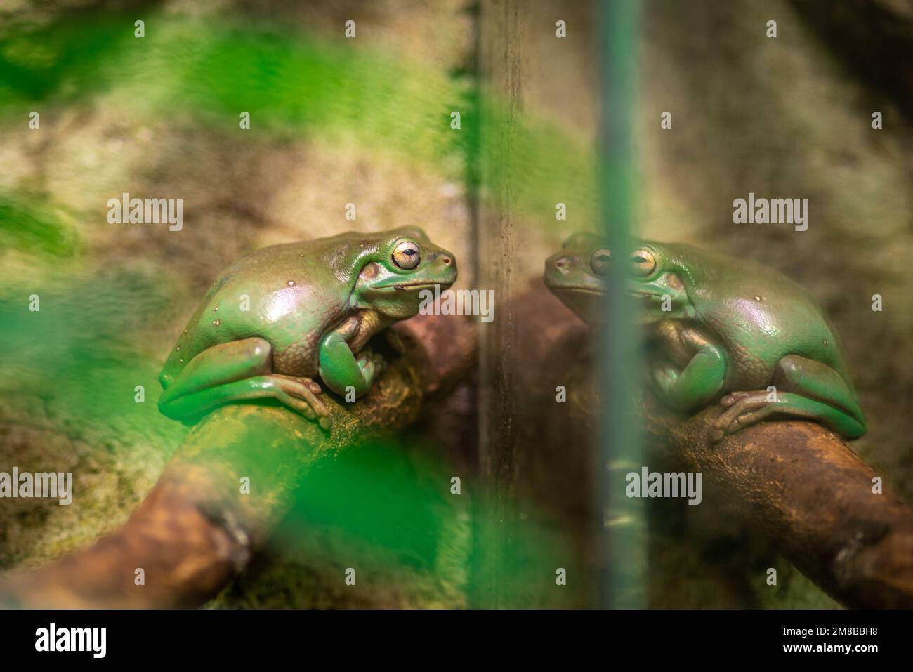 A green frog looking at its reflection Stock Photo - Alamy