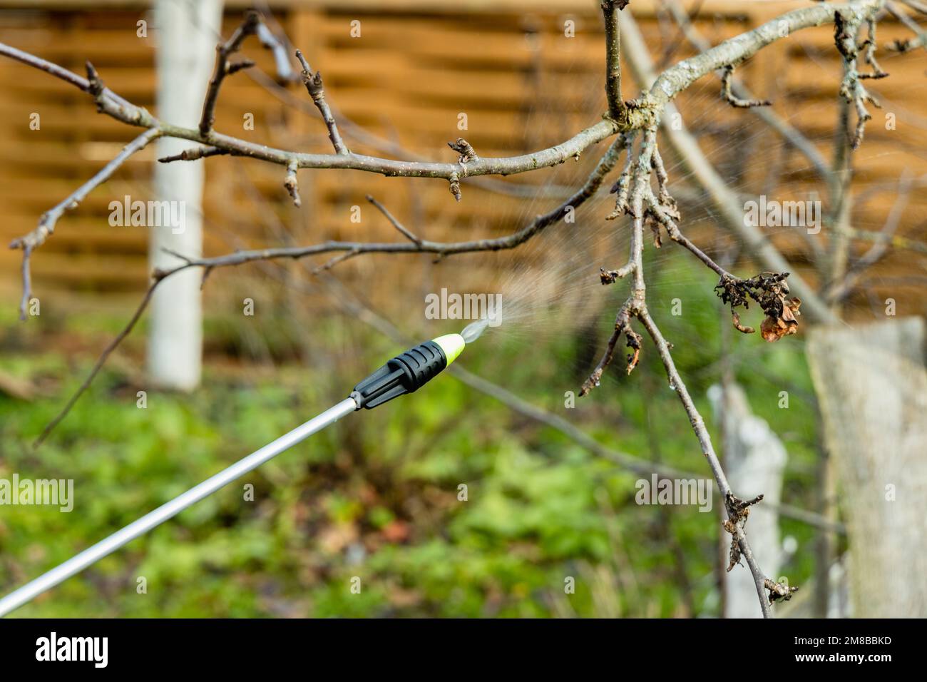 Spraying fruit trees with a pump sprayer with insecticides and ...