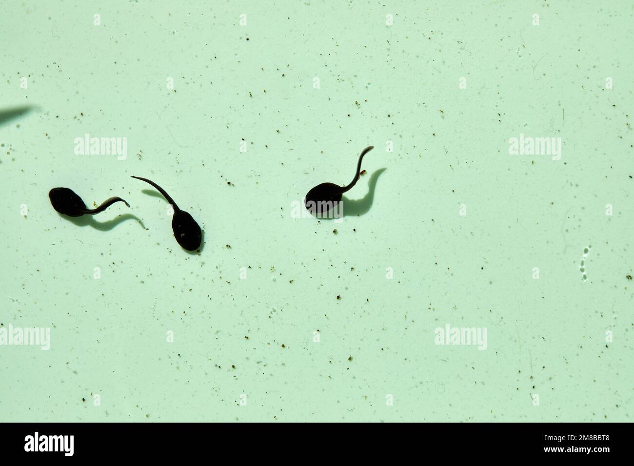 Black tadpoles on light green background Stock Photo - Alamy