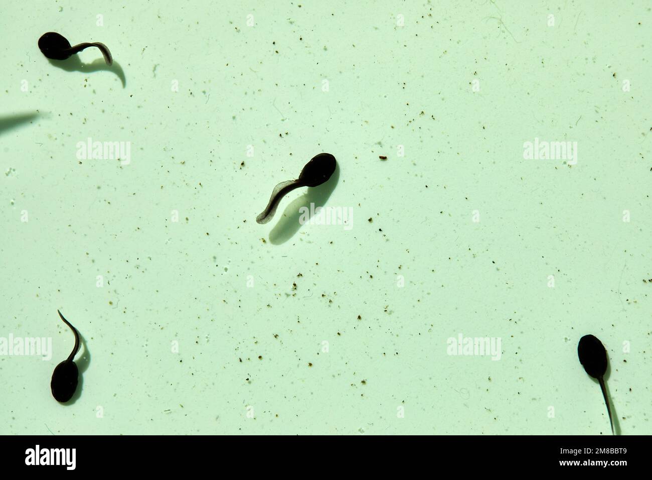 Black tadpoles on light green background Stock Photo - Alamy