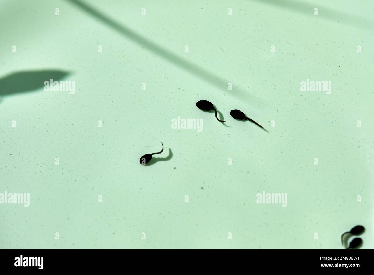 Black tadpoles on light green background Stock Photo - Alamy