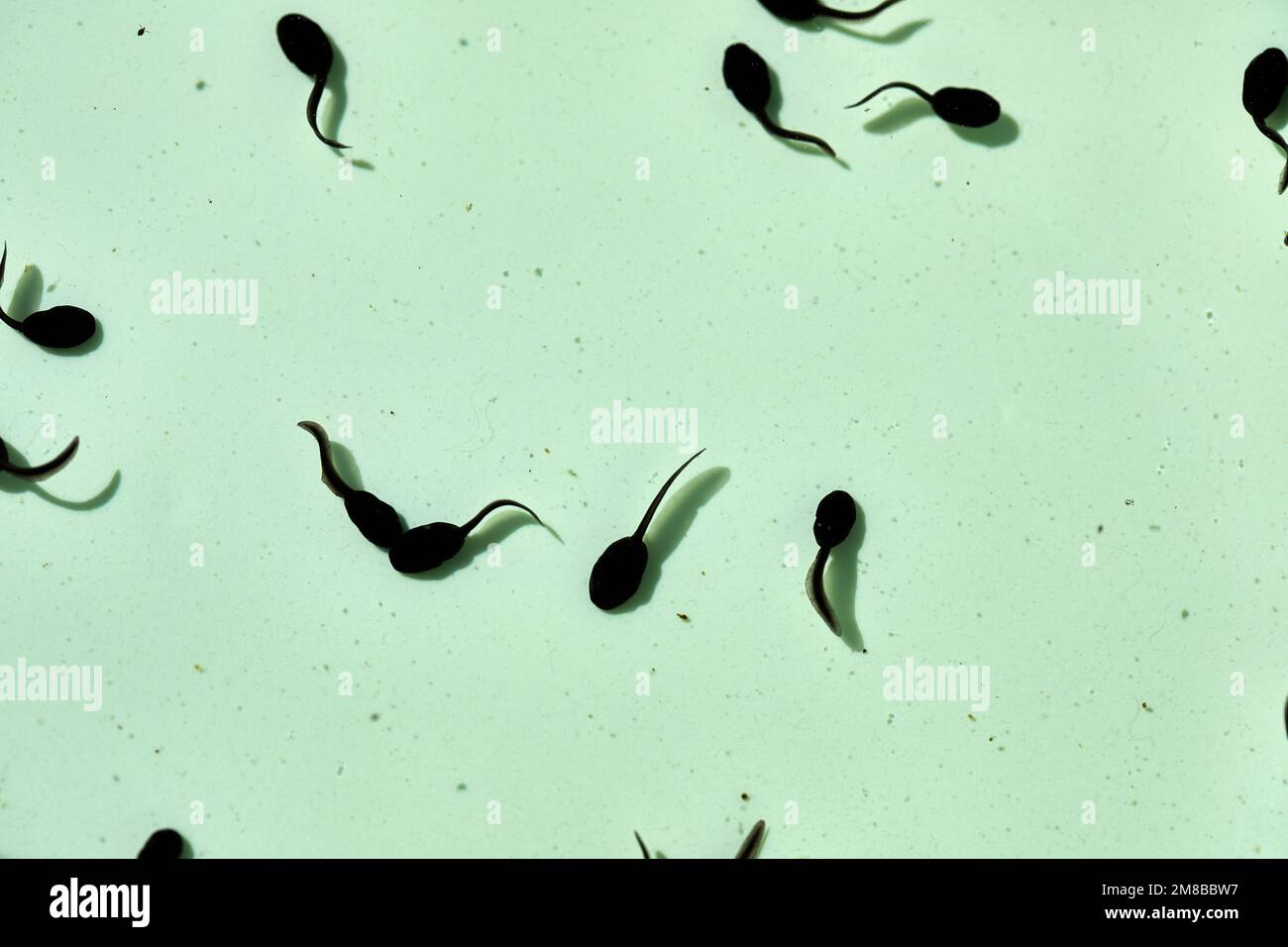 Black tadpoles on light green background Stock Photo - Alamy
