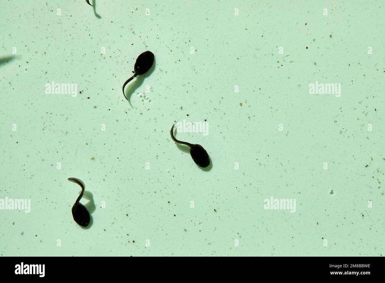 Black tadpoles on light green background Stock Photo - Alamy