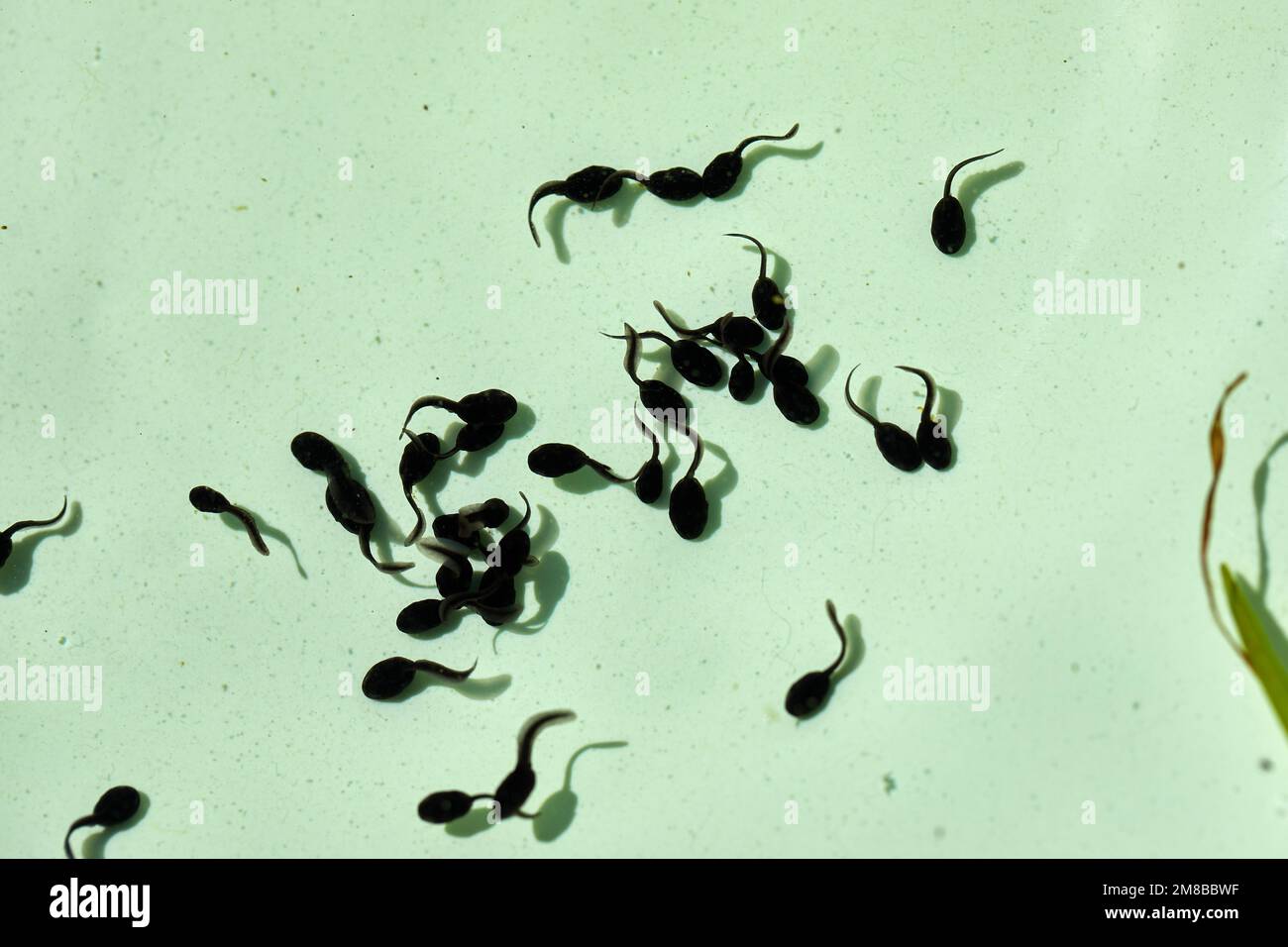 Black tadpoles on light green background Stock Photo - Alamy