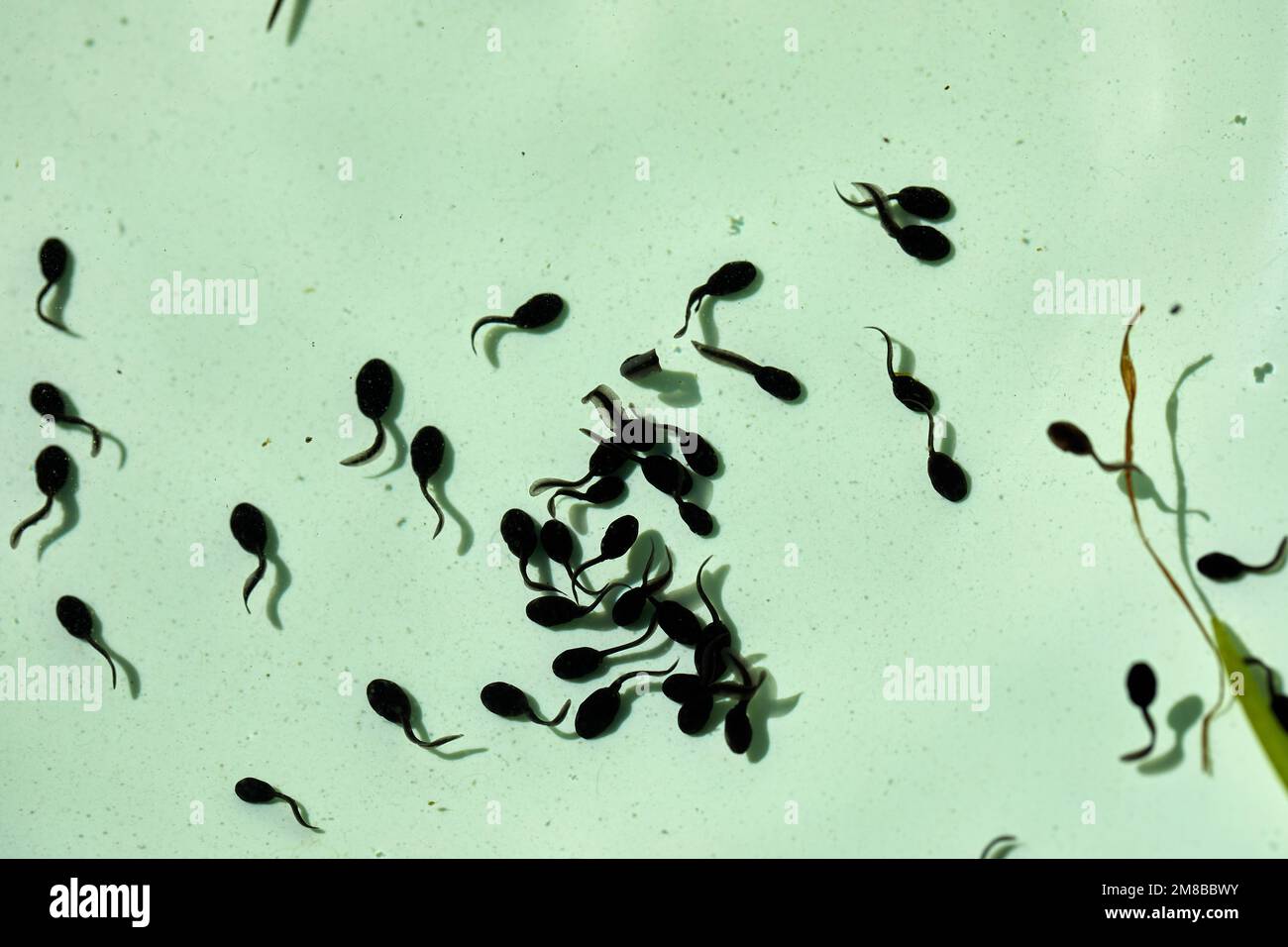 Black tadpoles on light green background Stock Photo - Alamy