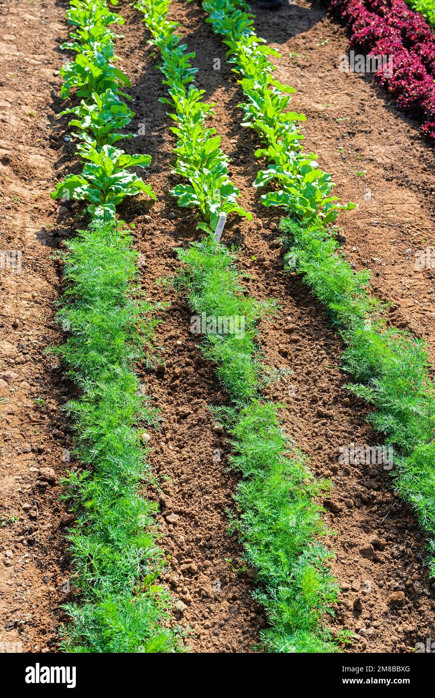 Growing rows fresh beet sprouts hi-res stock photography and images - Alamy