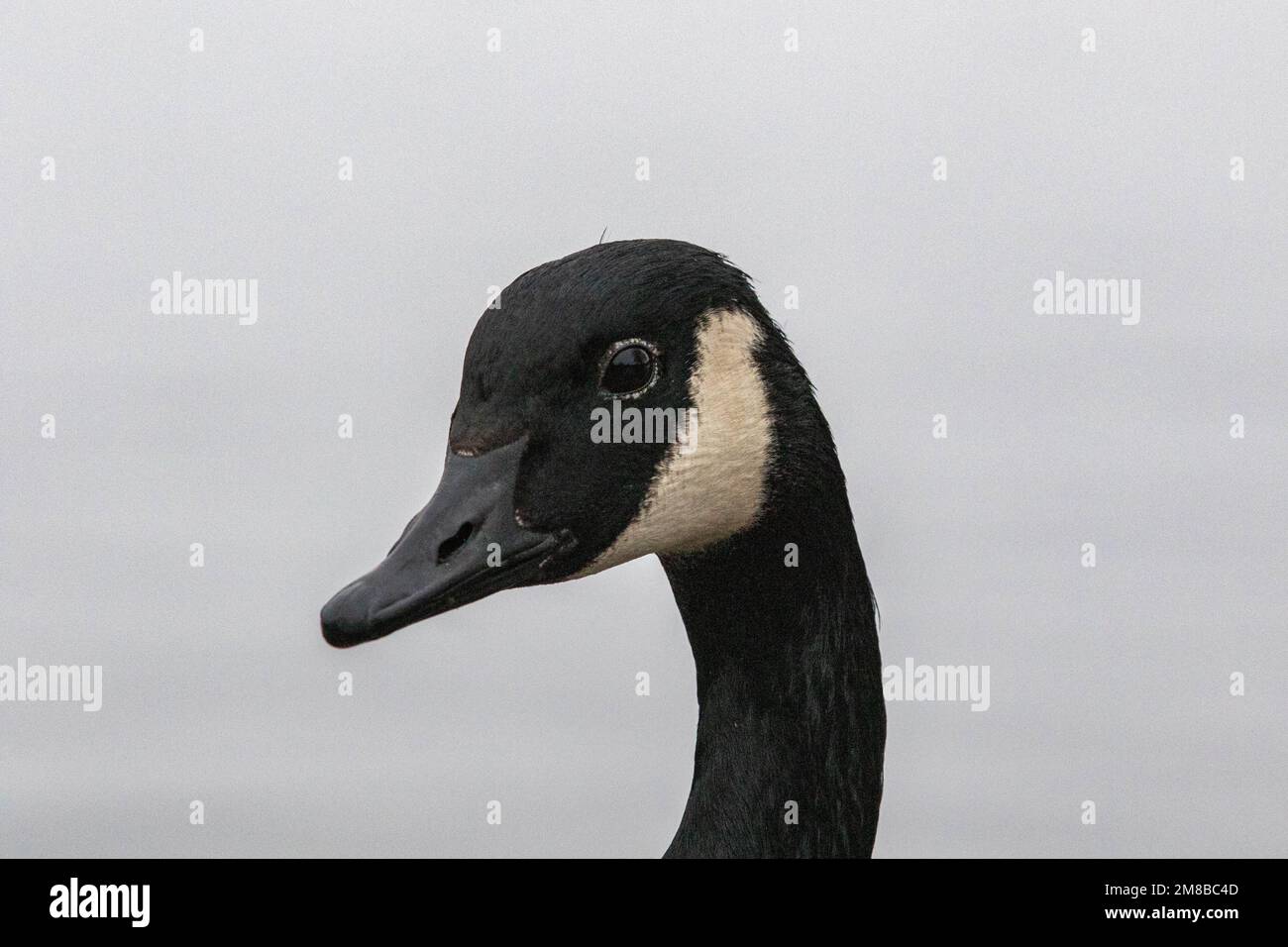 Portrait of a canadian goose hi-res stock photography and images - Alamy