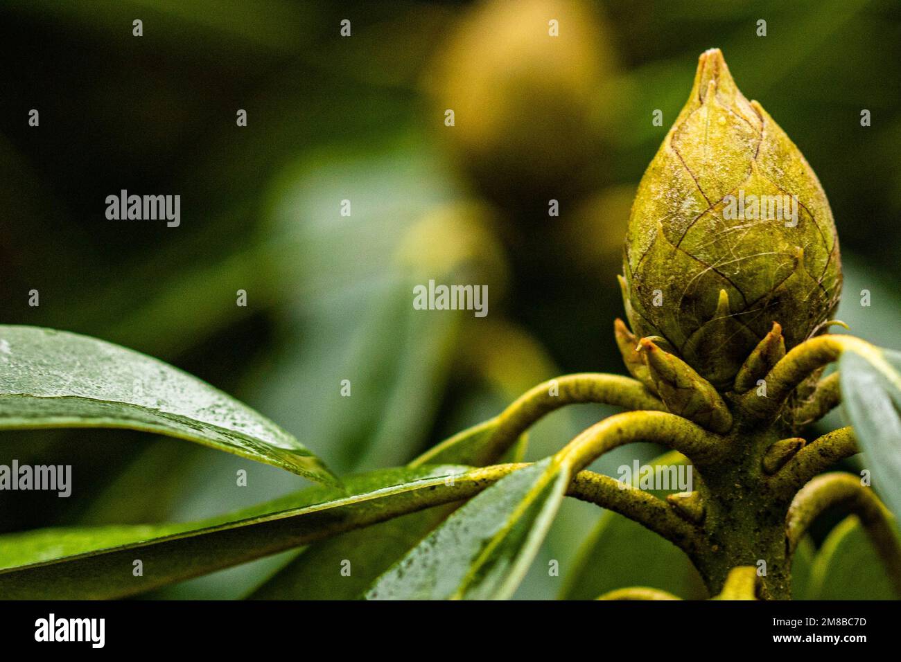 Flower budding on branch up-close in the spring in the rain Stock Photo ...