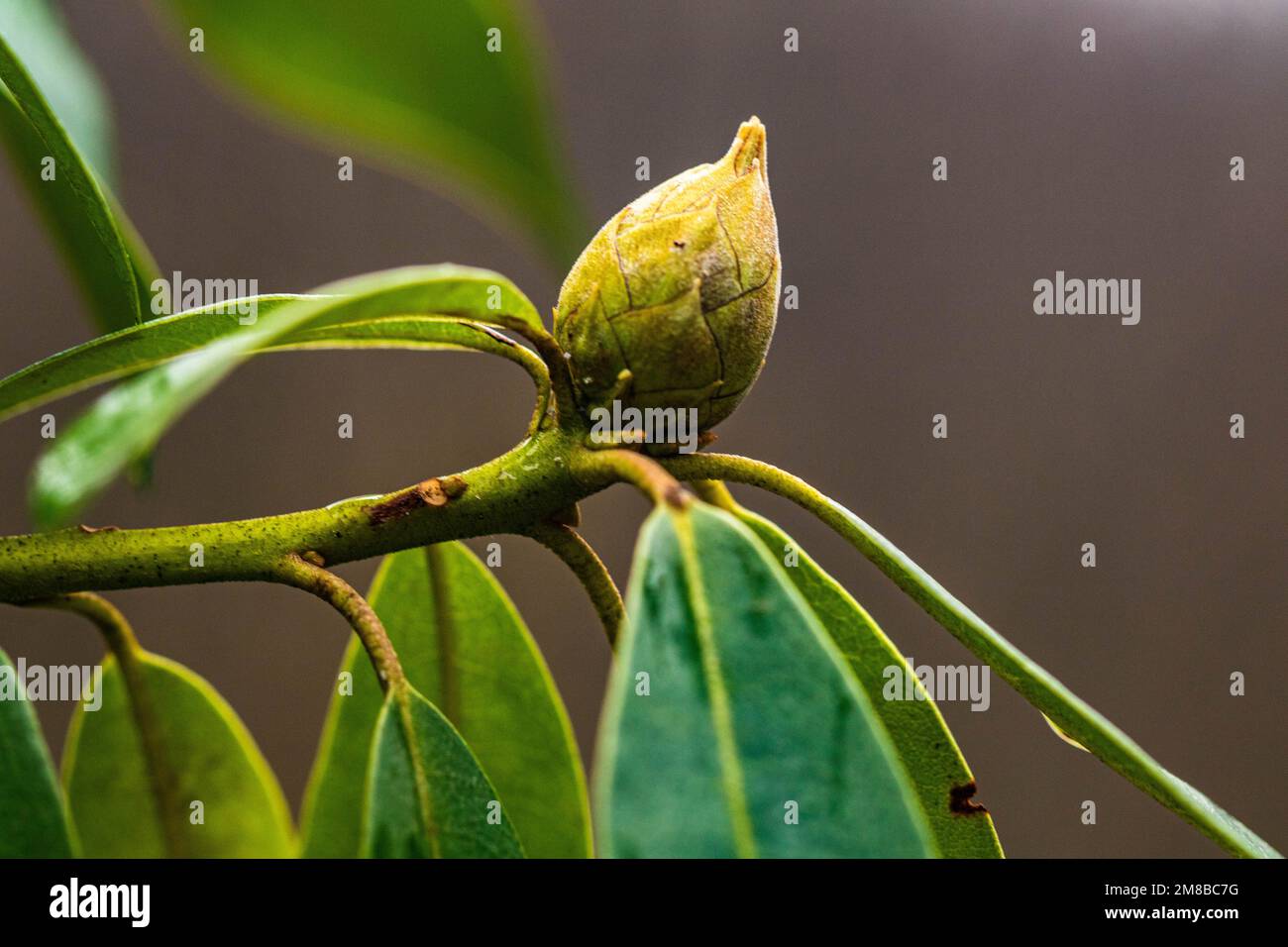 Flower budding on branch up-close in the spring in the rain Stock Photo ...