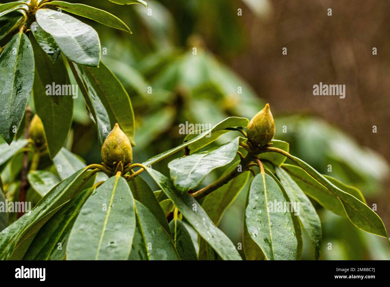 Flower budding on branch up-close in the spring in the rain Stock Photo ...