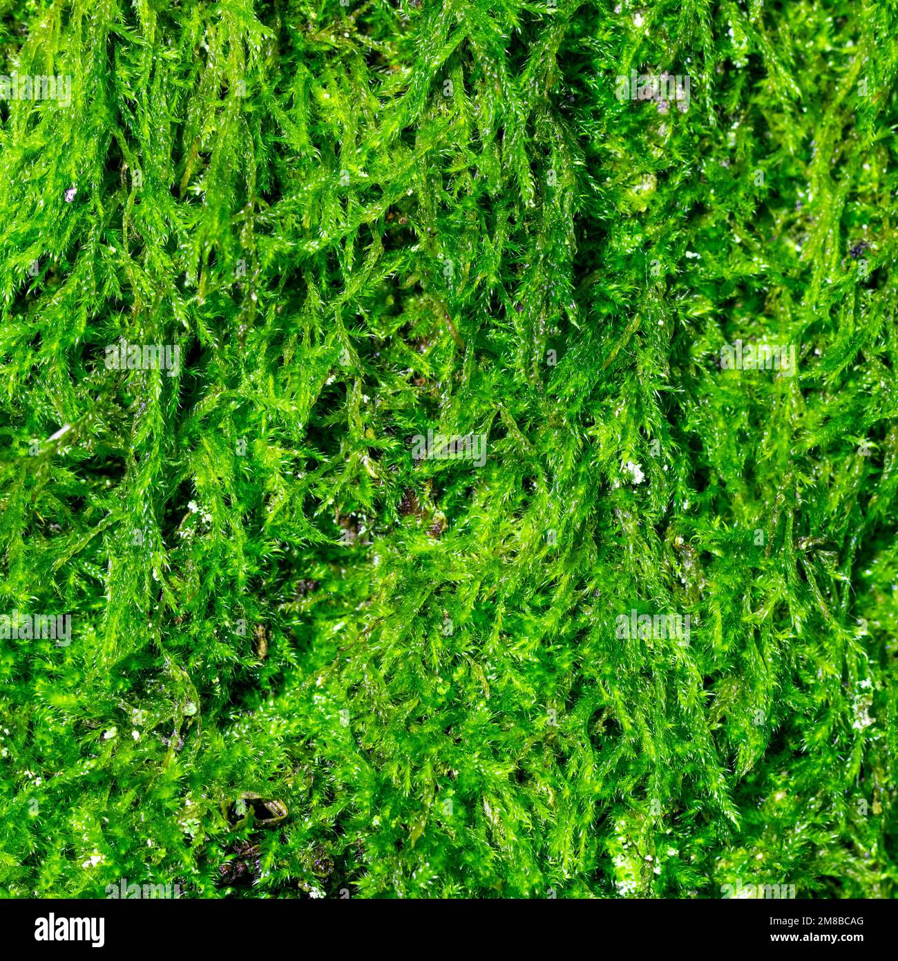 Lush environments hi-res stock photography and images - Alamy