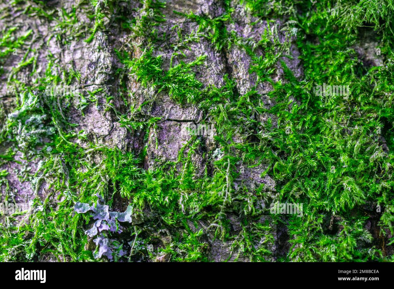 Lush mossy tree bark background texture Stock Photo - Alamy