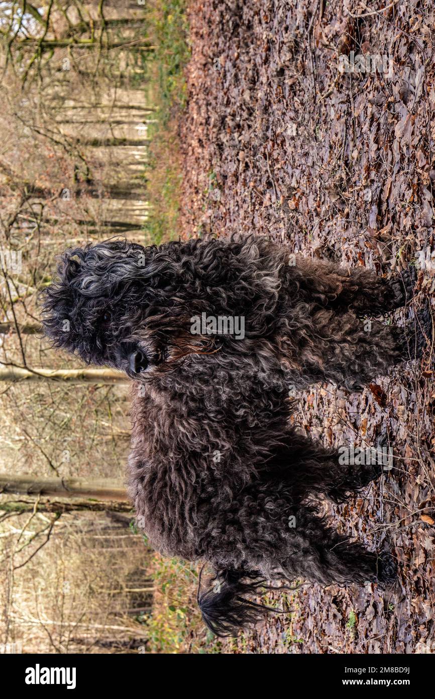 Cute mucky Bouvier des Flandres dog in the woods on a sunny day Stock ...